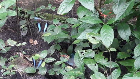 Butterflies All Around Us Fossil Free Around The World