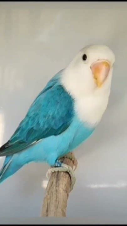 من اغلي طفرات الفيشر Youtube