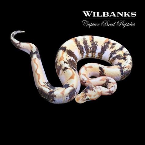 Paradox Banana Enchi Spider Ball Python By Wilbanks Captive Bred
