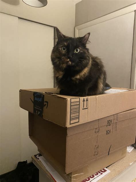 Her after I tell her she is the prettiest kitty : r/torties