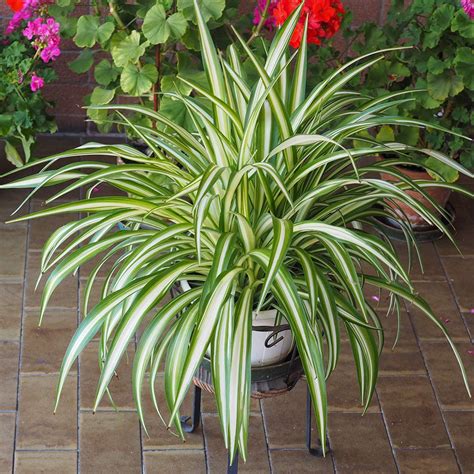 Spider Plants For Sale