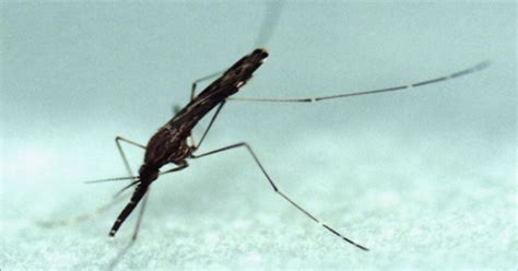 파주서 올해 첫 말라리아 감염 얼룩날개모기 발견