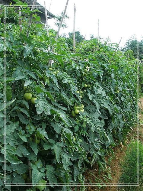以色列200番茄在广西田阳露地种植表现突出种子网 天鸿种子网新闻中心 种子网 天鸿种子网新闻中心