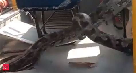 Up School Bus Python Watch Huge Python Found In Up School Bus