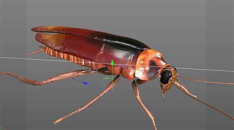 Cockroach Insect Rigged D Model FlippedNormals