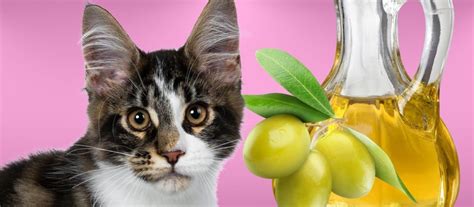 Can Cats Eat Olive Oil The Risks And Dangers