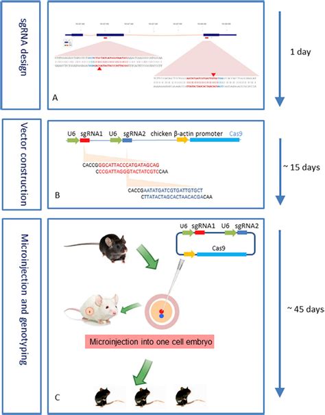 General Overview And Timing A Sgrna Design B Vector