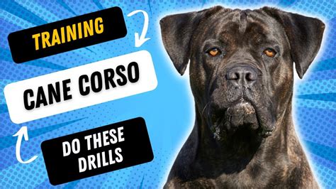 3 Training Tips You Didnt Know You Needed For Your Cane Corso Youtube
