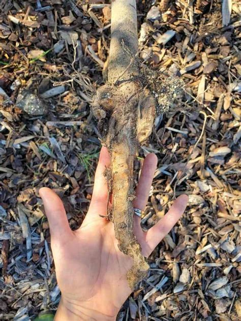 50 Great Gopher Resistant Plants For California And Beyond ~ Homestead