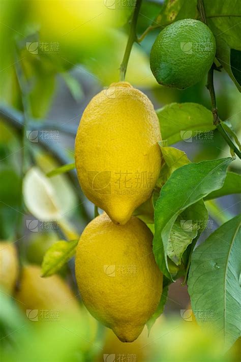 黄色的柠檬，柑橘类水果挂在花园里的柠檬树上素材 花瓣网