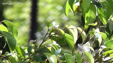 Japanese Lesbian Long Tongue Fetish