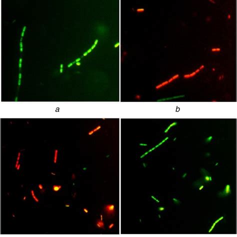 Representative Membrane Integrity Assay Ao Pi Staining Of E Coli