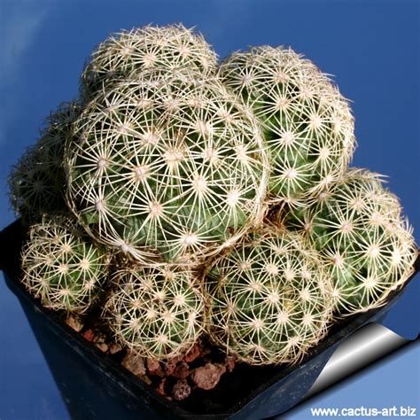 Coryphantha Echinus