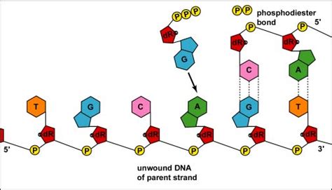 Base Pairing In Dna