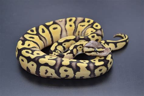 Od Firefly Th Axanthic Vpi Desert Ghost Hypo 50 Het Clown Ball Python By Dd Exotics Morphmarket