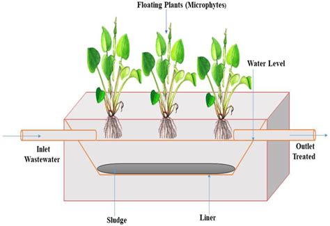 Functional Schematic Of A Free Floating Macrophyte Cws Download