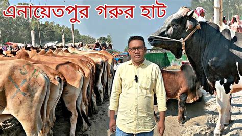 এনায়েতপুর গরুর হাটে বিভিন্ন জাতের বড় ষাঁড় গরু বলদ ও মহিষ এর দাম জানব