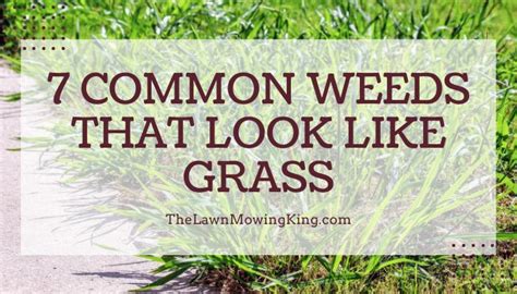 Weeds That Look Like Ferns