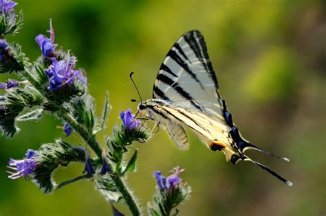 Schmetterling Insekt Blumen Kostenloses Foto Auf Pixabay