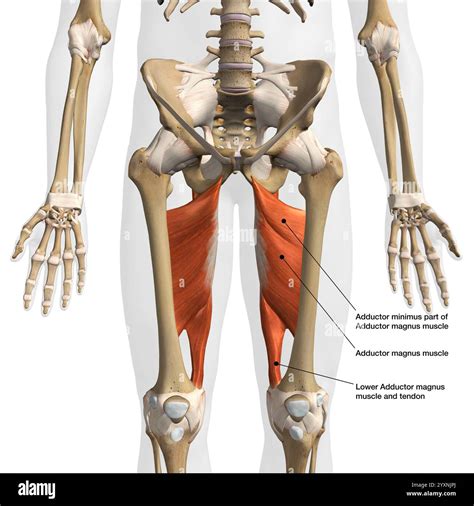 Adductor Magnus Muscle Action