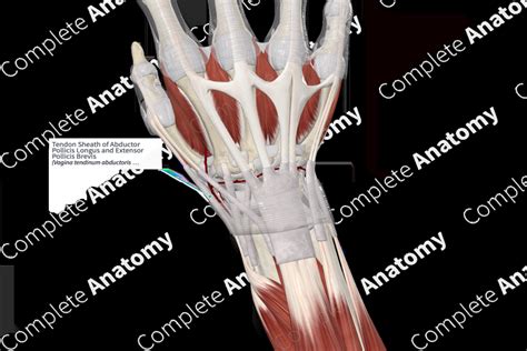 Tendon Sheath Of Abductor Pollicis Longus And Extensor Pollicis Brevis