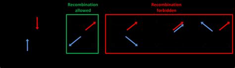 Spin Statistics The Recombinations Occur With Spins And Phases In Two