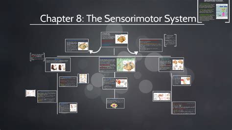 Chapter The Sensorimotor System By M Say On Prezi