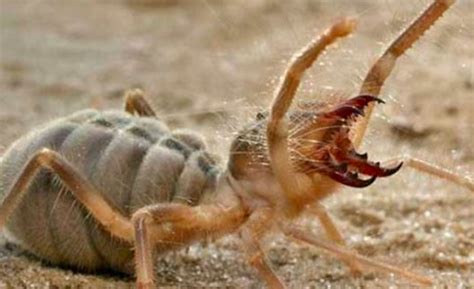 Arachnid Facts Archives Page 3 Of 4 Critter Science
