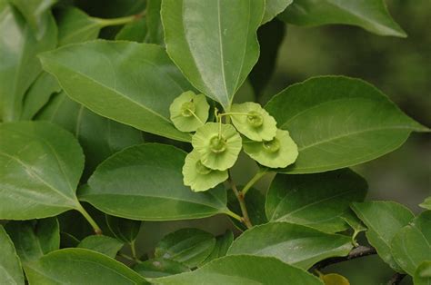 铜钱树 Paliurus Hemsleyanus Nature Library