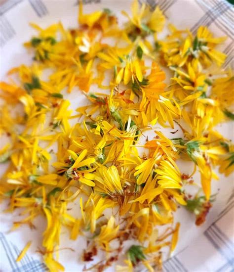 Homemade Natural Calendula Salve Recipe Hawk Point Homestead