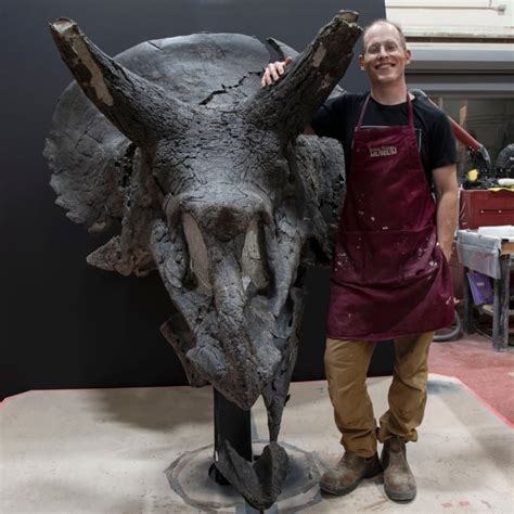 Canada S Biggest And Best Triceratops Skull On Display In Alberta CBC News