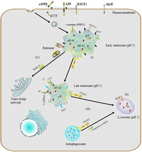 The Endosomal Lysosomal System From Acidification And Cargo Sorting To