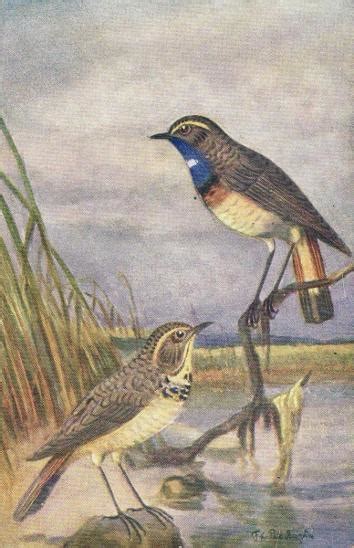 Modrák Obecný Kresba Prošlá Se Známkou R 1955 Aukro