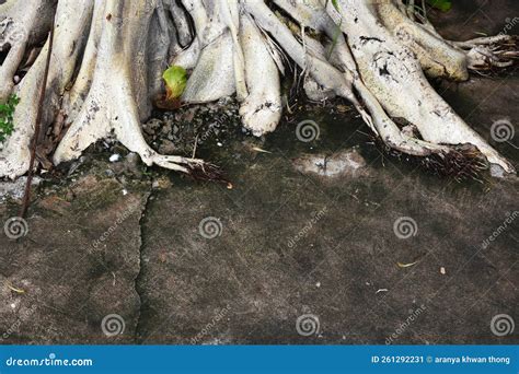 Tree Roots Of Large Trees On The Concrete Floor Stock Image Image Of Wallpaper Large 261292231