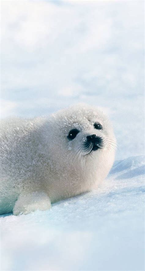 Seal Wallpapers 4k Hd Seal Backgrounds On Wallpaperbat