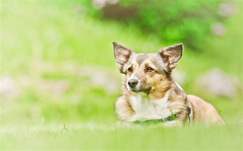 Dogs Welsh Corgi Grass Hd Wallpaper Rare Gallery