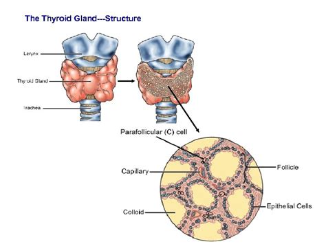 The Thyroid Gland The Thyroid Gland Largest