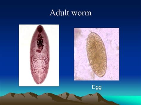 Intestinal Flukes Causal Agent The Trematode Heterophyes