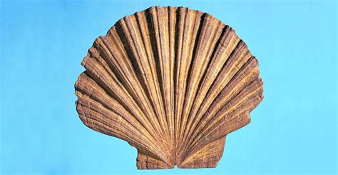 Bivalves British Geological Survey