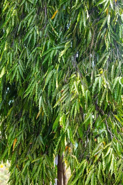 Green Leaves On A Tree Branch In The Park Stock Image Image Of Bokeh Closeup 317995421