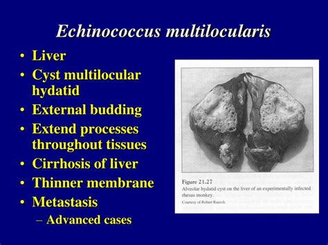 Ppt Echinococcus Granulosus Powerpoint Presentation Free Download