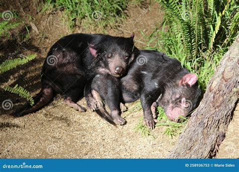 Tasmanian Devils Stock Image Image Of Darling Napping 258936753