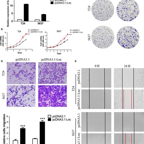 Overexpression Of Gas6‐as2 Promoted Proliferation And Metastasis Of