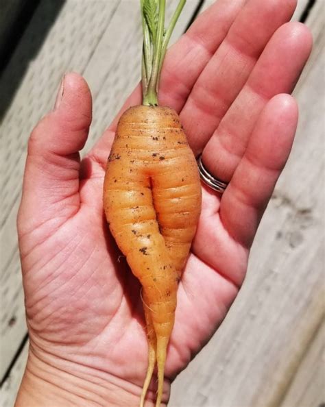 The Worlds Greatest Gallery Of Seductive Carrots Design You Trust