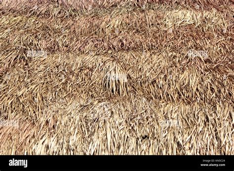 Thatched Roof Of A Cottage Made From Dry Grass As Background Stock