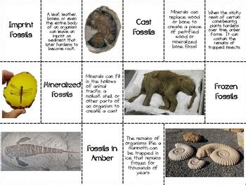 Fossils Card Sort For Science Interactive Notebooks By Seriously Science