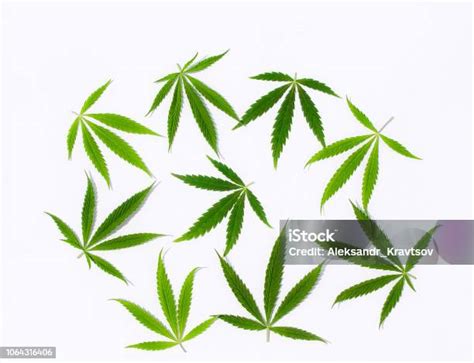 綠色大麻葉 白色背景上的大麻大麻 甘賈葉頂部視圖 圖像壁紙關閉 照片檔及更多 上癮 照片 上癮 健保和醫療 剪裁圖 Istock