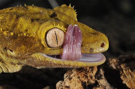 Space Sex Geckos Come Back Frozen To Death