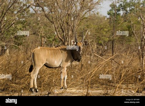 Derbys Eland Taurotragus Derbianus Réserve De Fathala Senegal