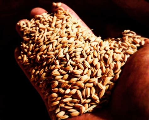 自然栽培 天日干しササニシキ 無施肥・農薬不使用 中川吉右衛門米